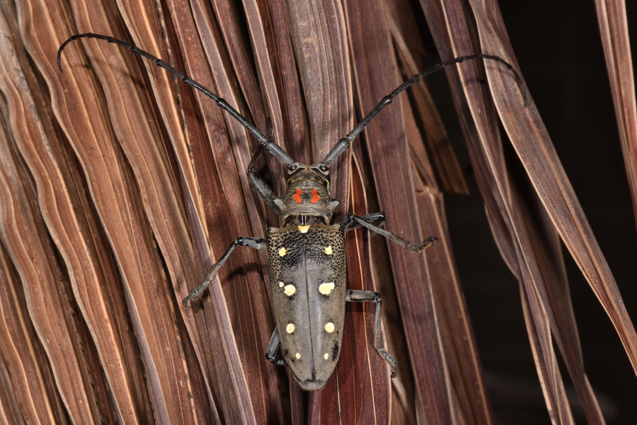 Batocera rubus rubus