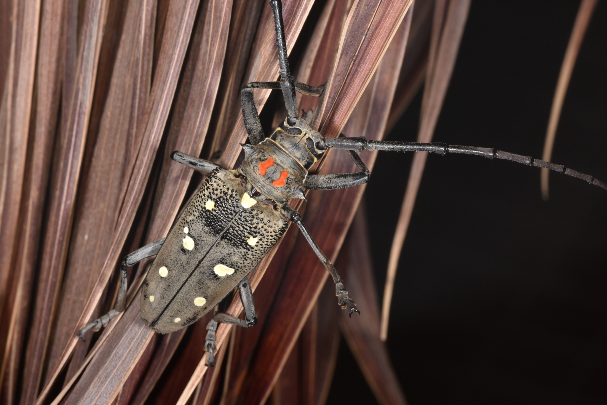 Batocera rubus rubus