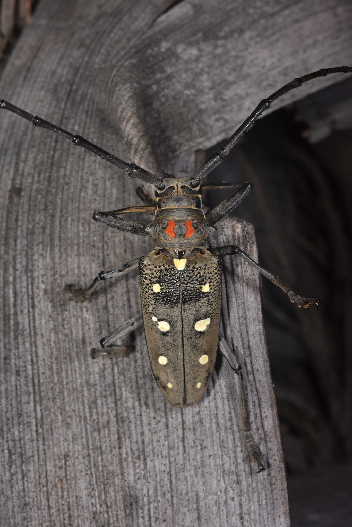 Batocera rubus rubus