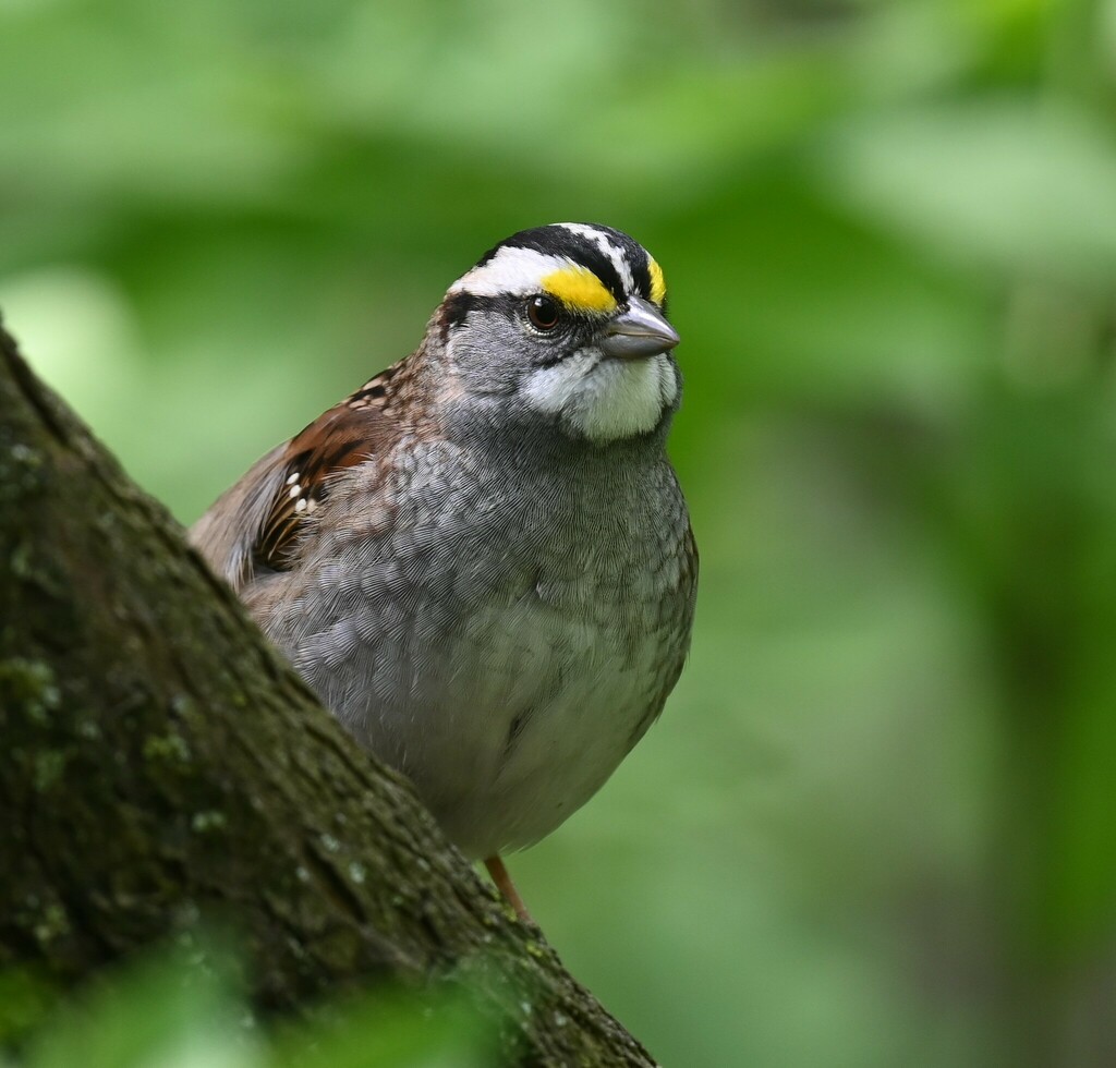 White-throated Sparrow from Carondelet Park, St. Louis, MO, USA on ...
