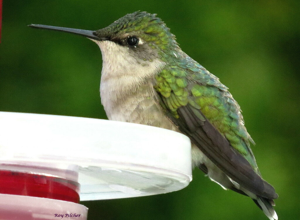 Ruby-throated Hummingbird from The Gables, Rutland, VT, USA on May 18 ...
