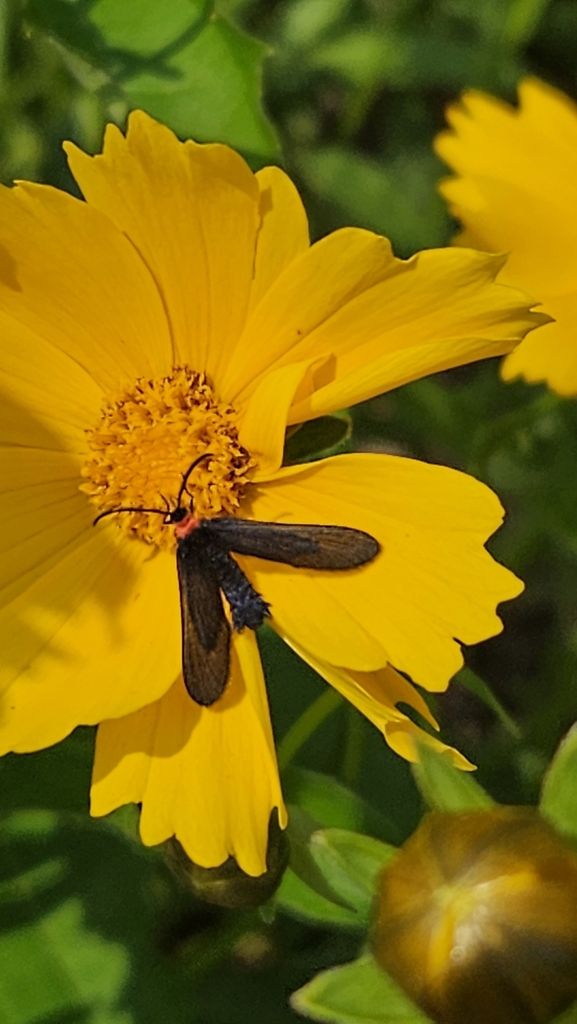 Grapeleaf Skeletonizer Moth from Belknap, Louisville, KY 40205, USA on ...