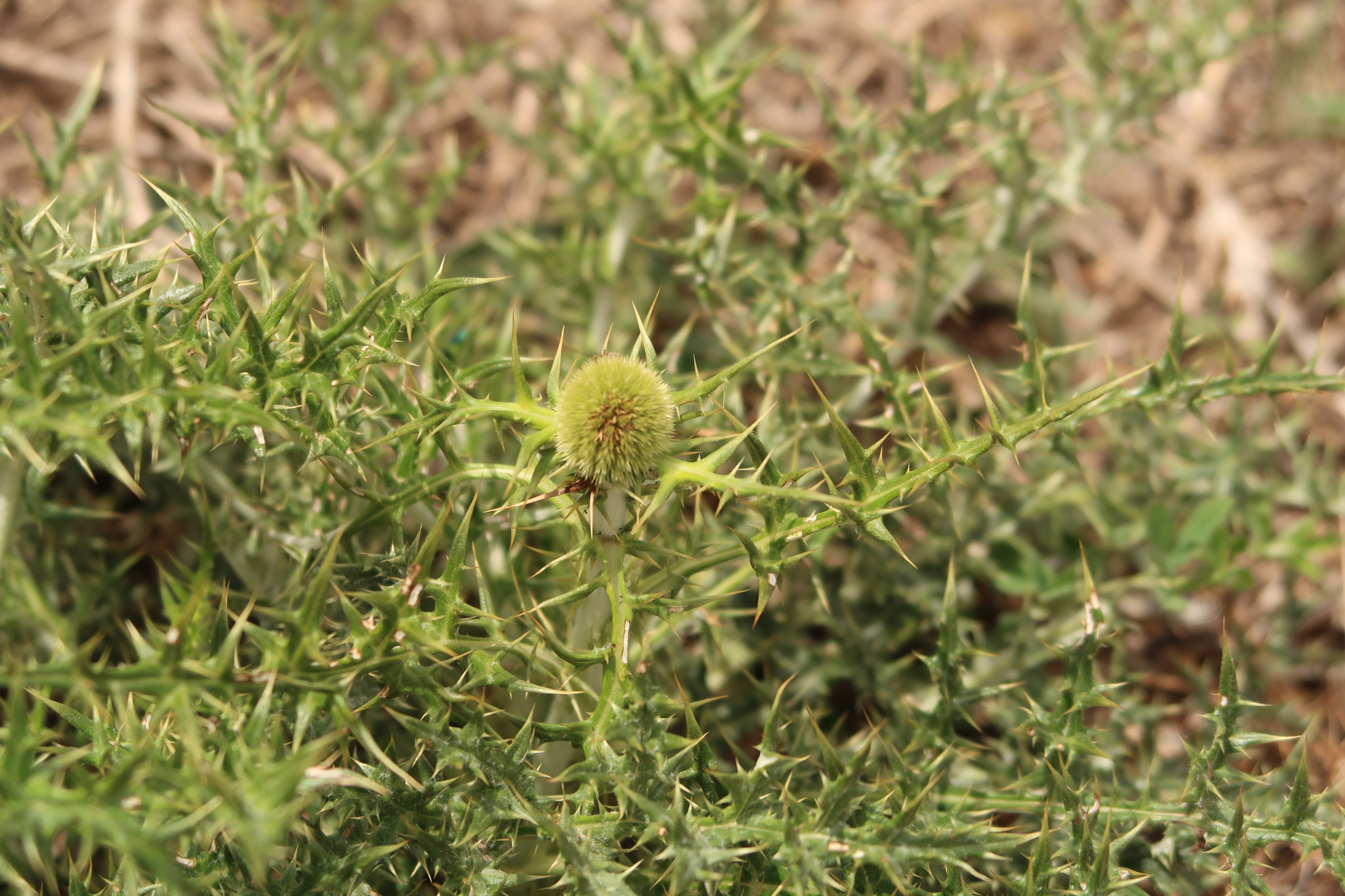 Echinops strigosus L.
