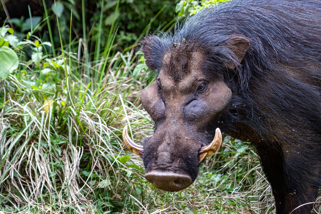 Suines (Suinae) - Know Your Mammals