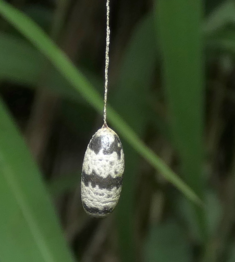 Charops from Zona rural de Paudalho - Pernambuco on May 12, 2023 at 09: ...