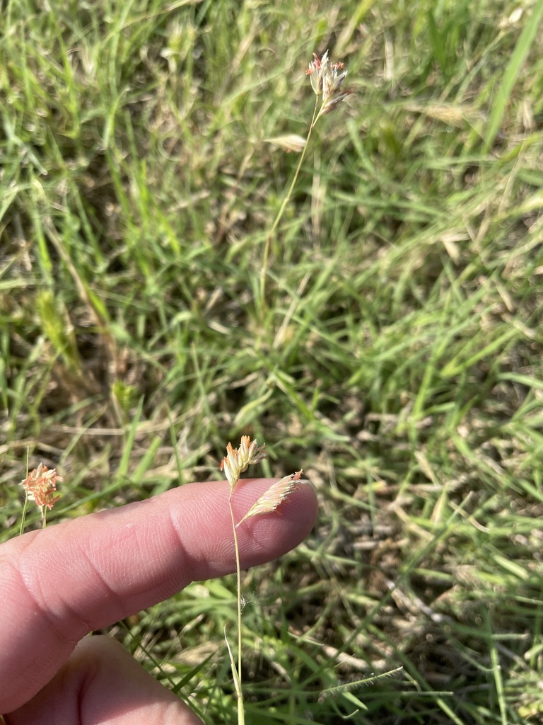 buffalograss from Lewisville, TX, US on May 18, 2023 at 09:51 AM by Sam ...