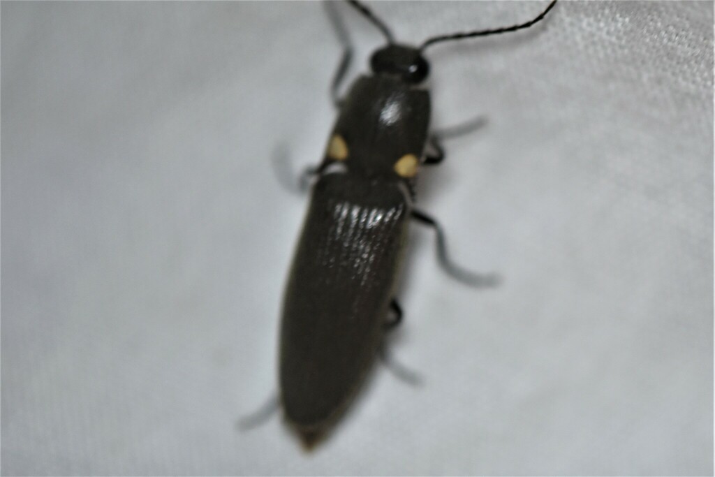 Glowing Click Beetles from Polk County, FL, USA on May 17, 2023 at 09: ...