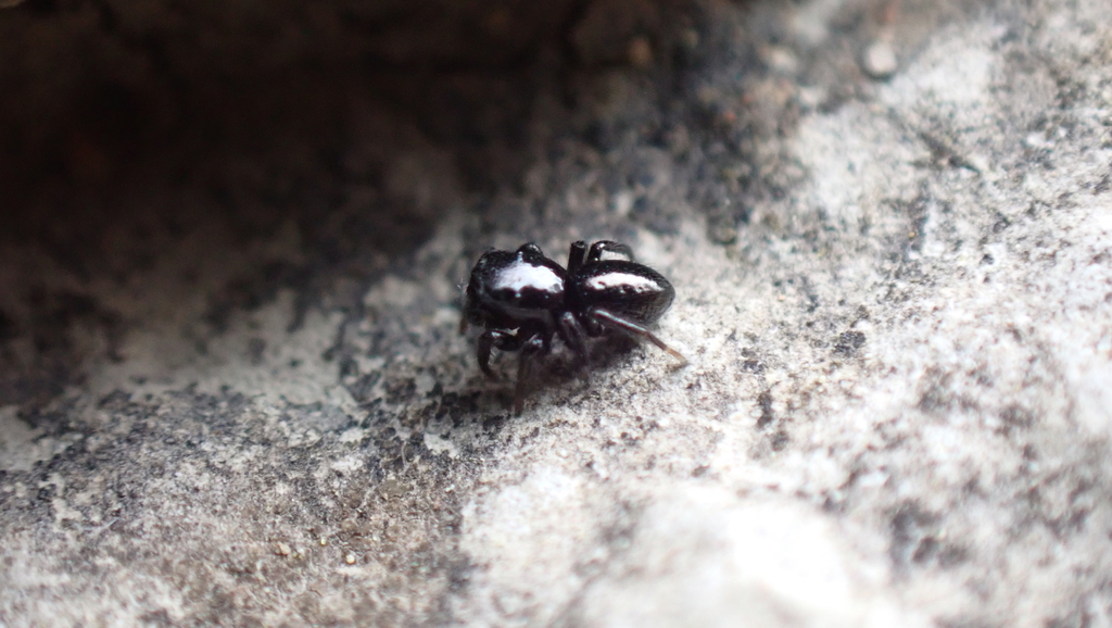 Chalcoscirtus infimus from Prades-le-Lez, France on May 18, 2023 at 02: ...