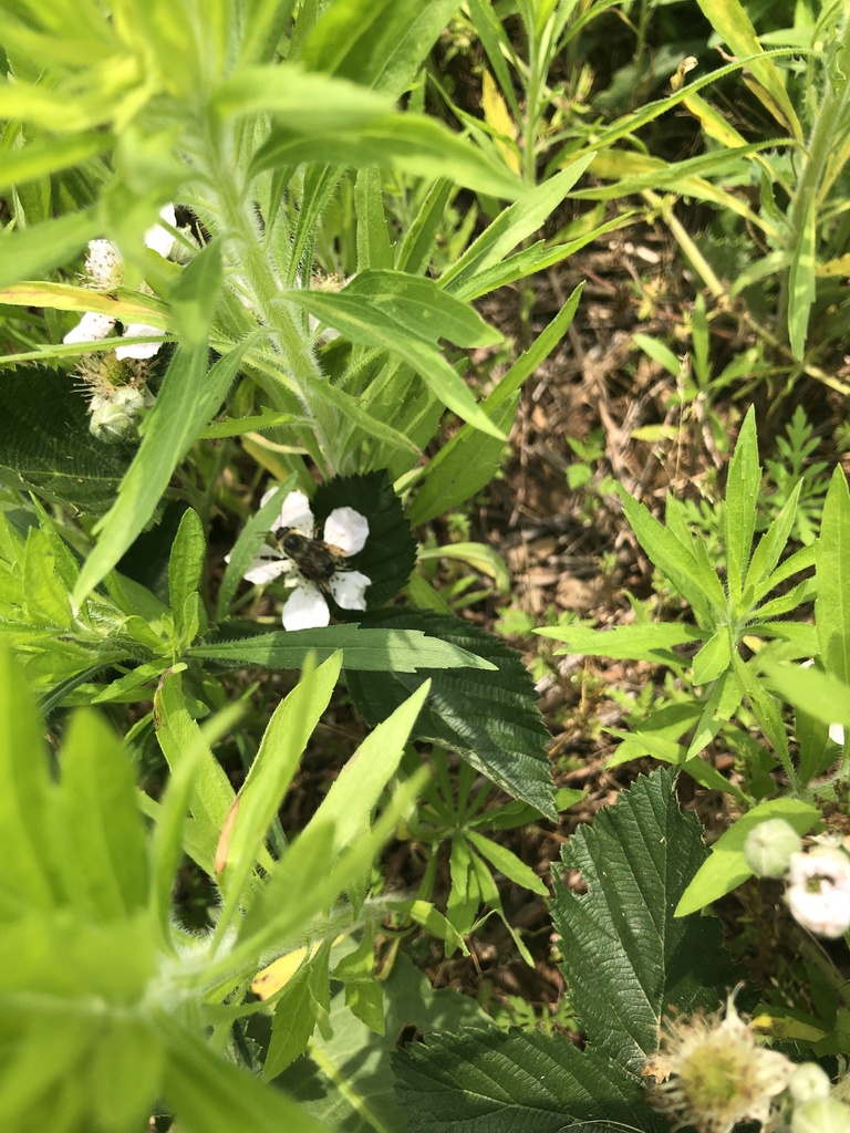 Bumble Bees from Northwest Raleigh, Raleigh, NC, US on May 18, 2023 at ...