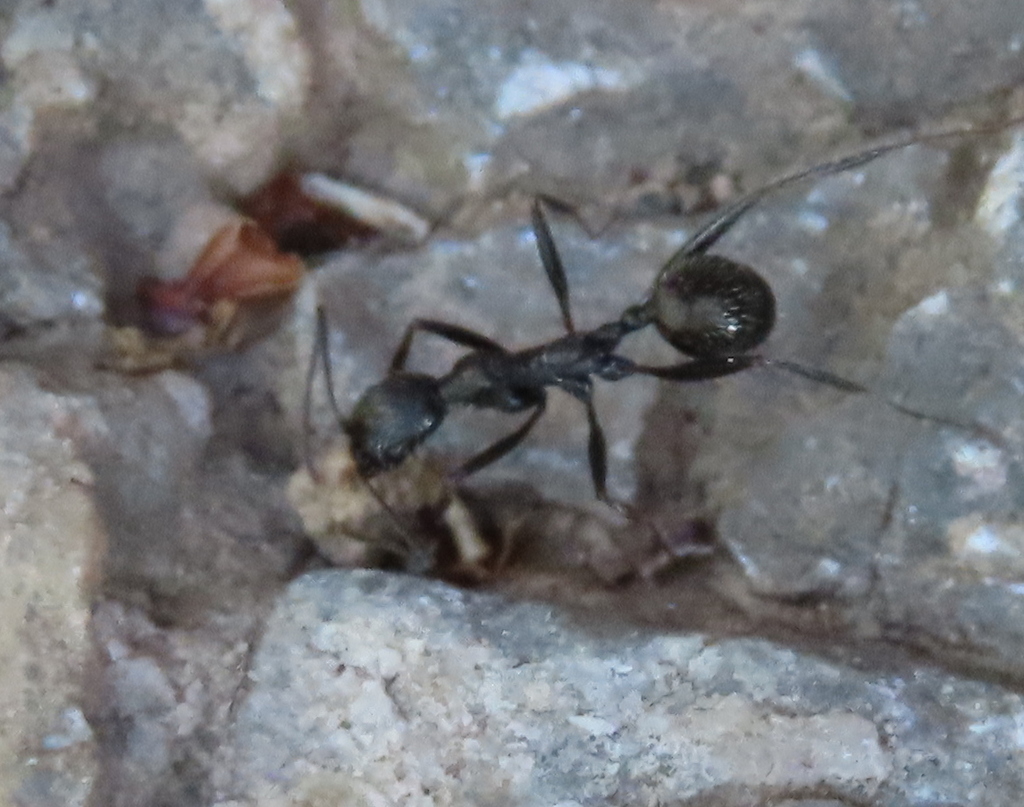 Collared Ants from Crete, Greece on May 16, 2023 at 09:38 AM by Andy ...