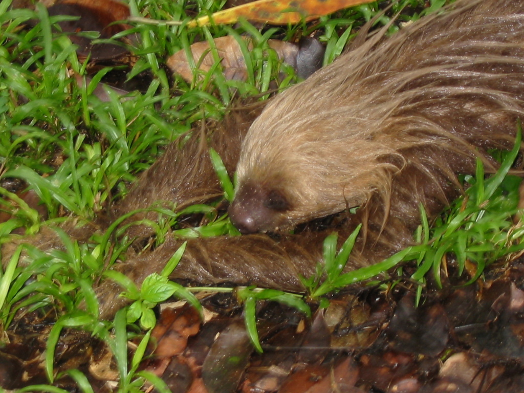 Hoffmann's Two-toed Sloth from Fort San Lorenzo, Colón, Panama on ...