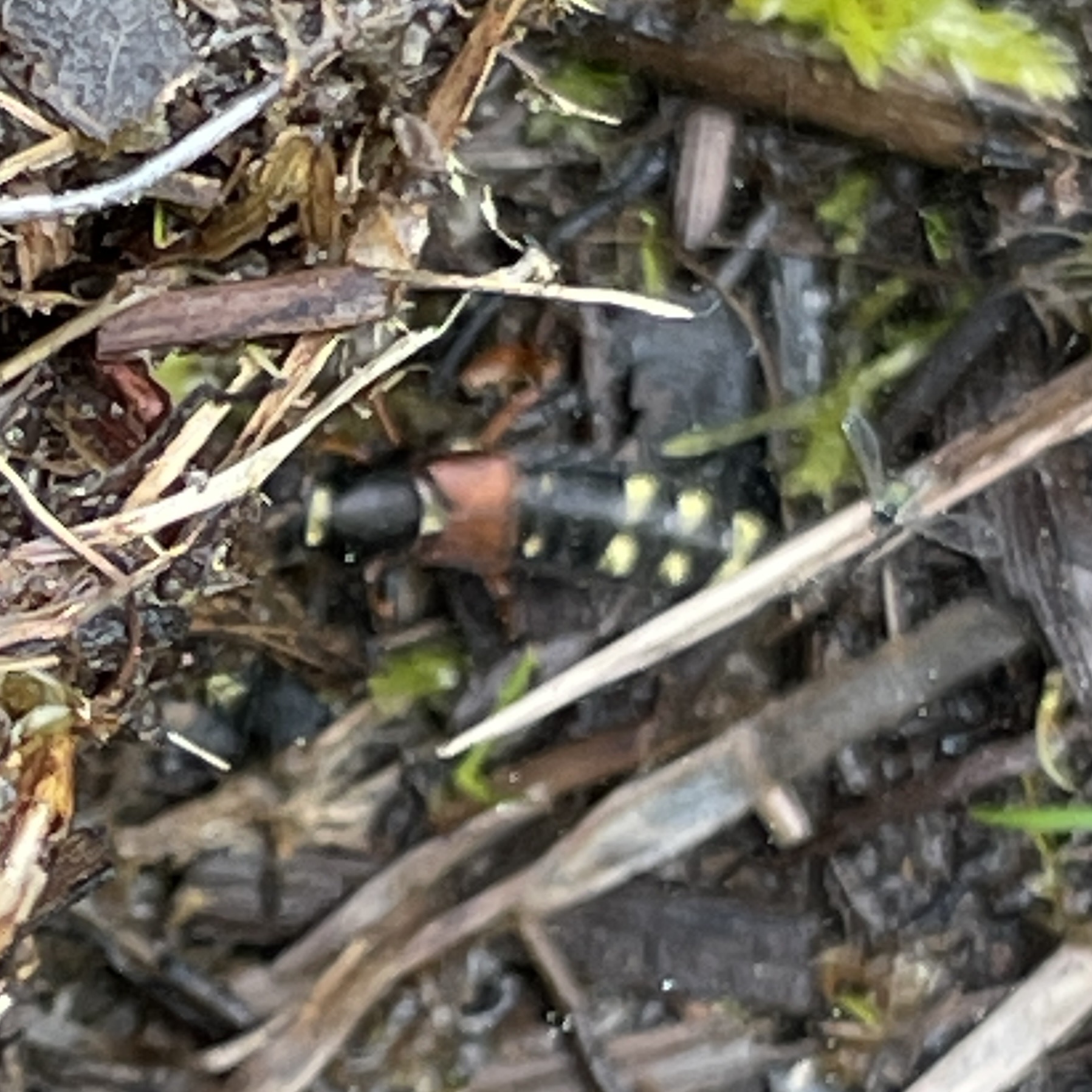 Staphylinus erythropterus Linnaeus, 1758