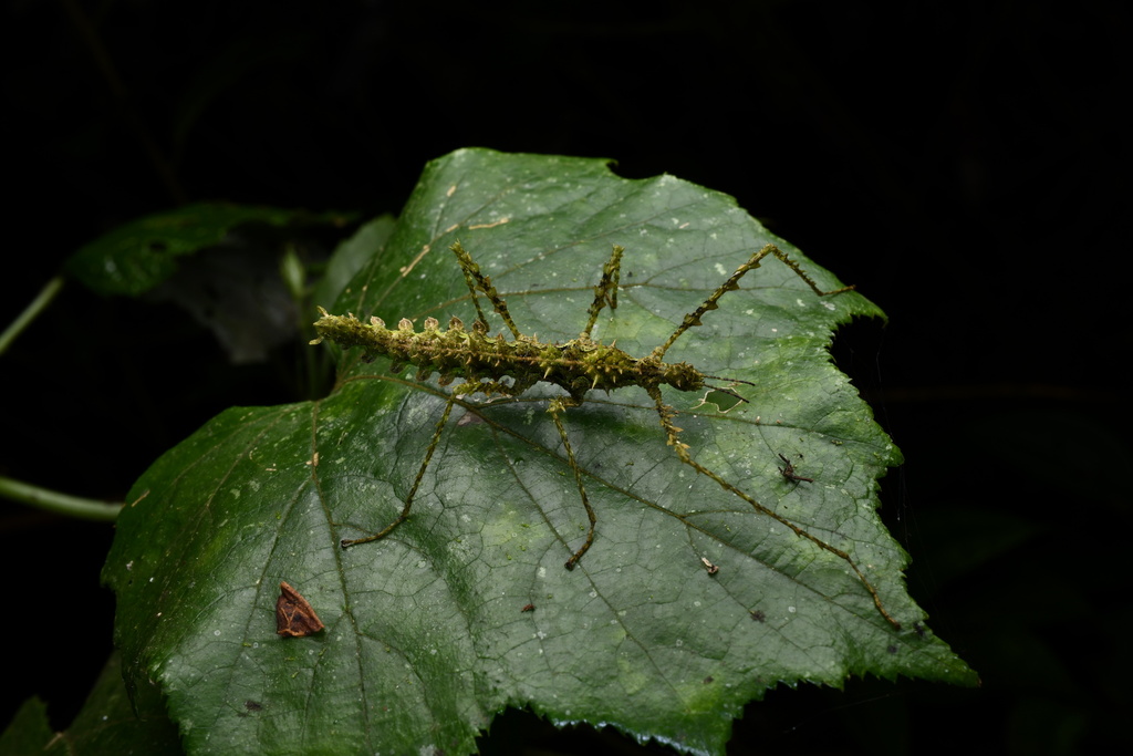 Cnipsomorpha from 屏边苗族自治县, 红河哈尼族彝族自治州, 云南省, CN on May 18, 2023 at 10:29 ...