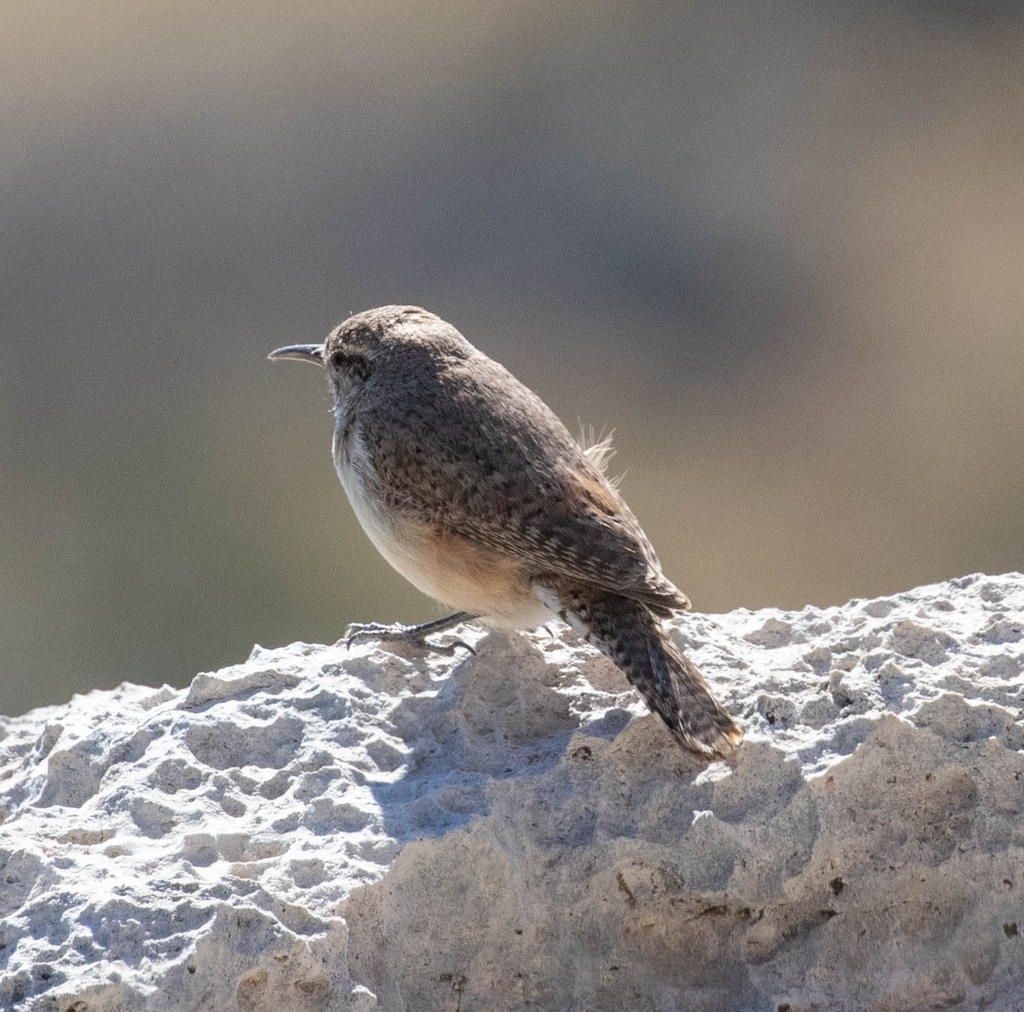 Rock Wren from Culberson County, TX, USA on April 22, 2023 at 06:43 AM ...