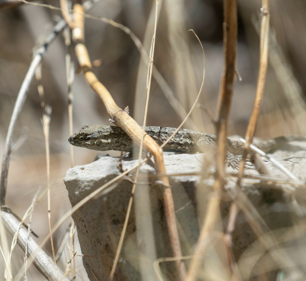 Ornate Tree Lizard from Culberson County, TX, USA on April 22, 2023 at ...