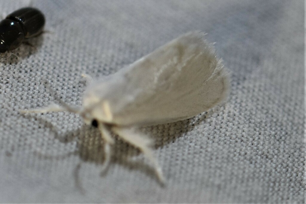 Packard's White Slug Moth from Yale Ave, Florida 33843, USA on May 17 ...