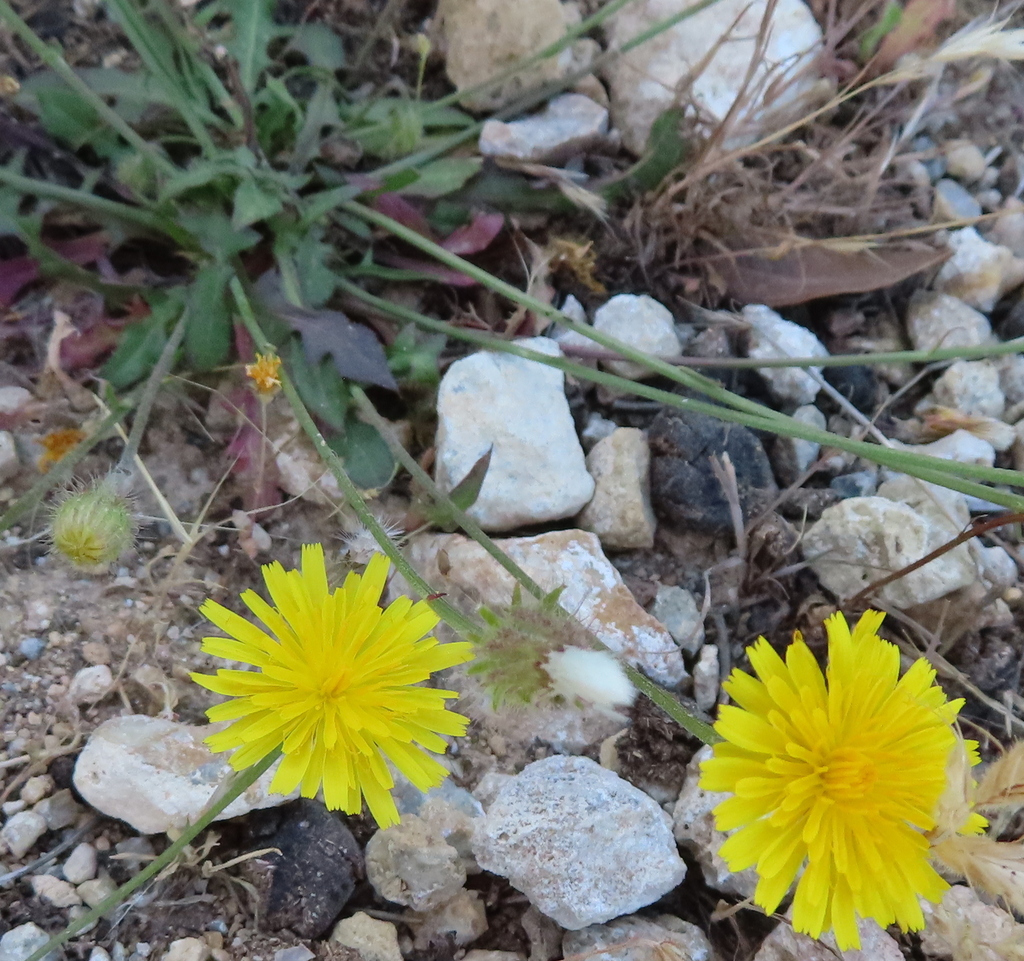 Lettuce, Chicory, Dandelion and Salsify Tribe from Crete, Greece on May ...