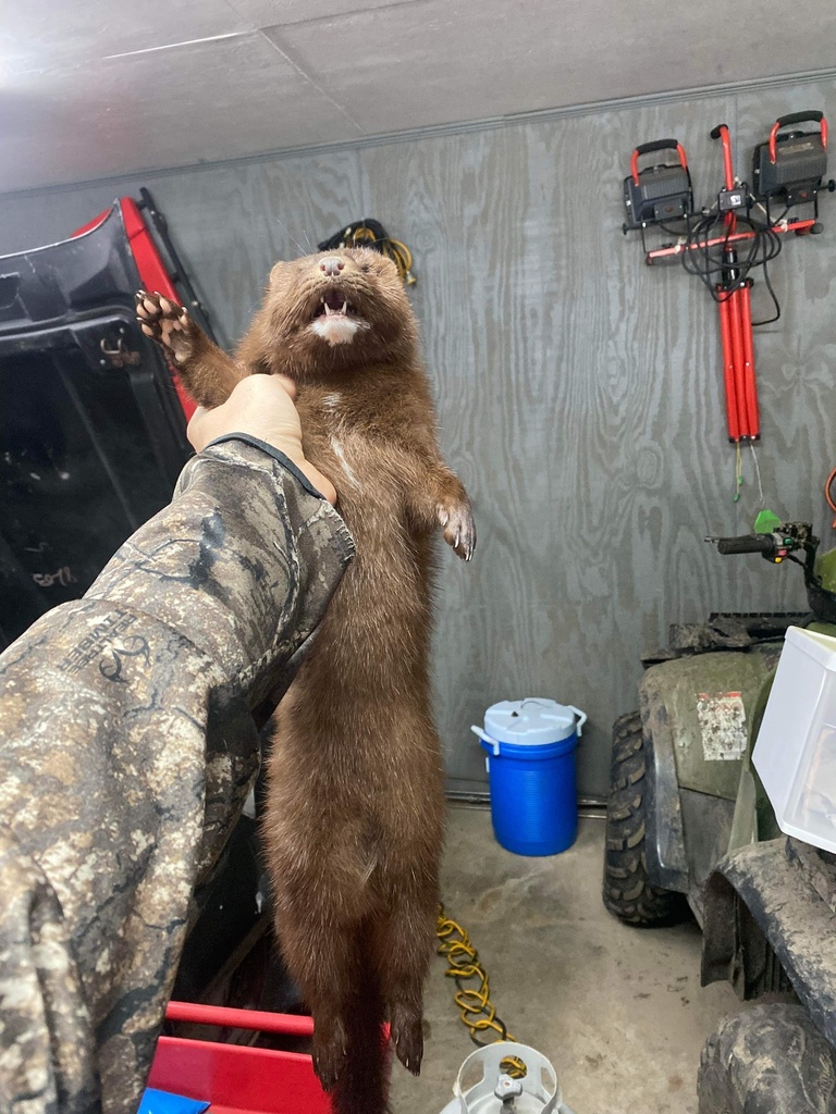 American Mink from Murphy Rd, Grundy, VA, US on May 18, 2023 at 02:02 ...