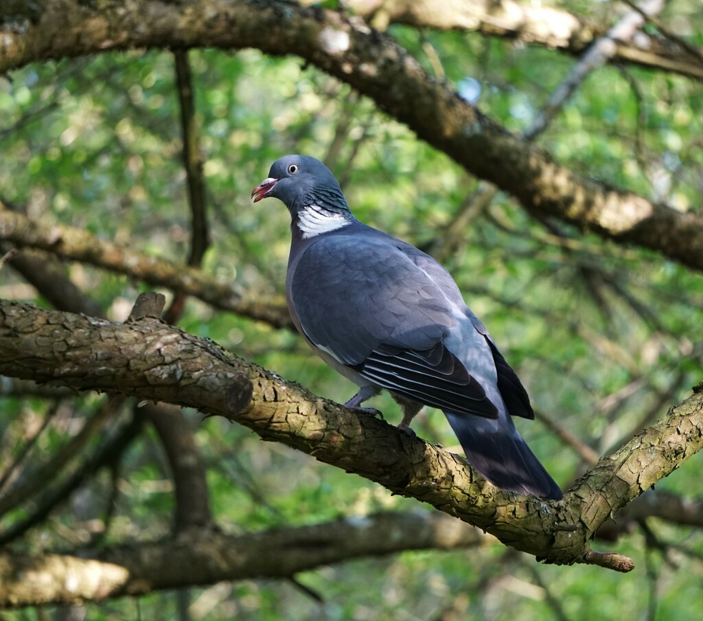 Common Wood-Pigeon from 2970 Hørsholm, Denmark on May 18, 2023 at 04:16 ...
