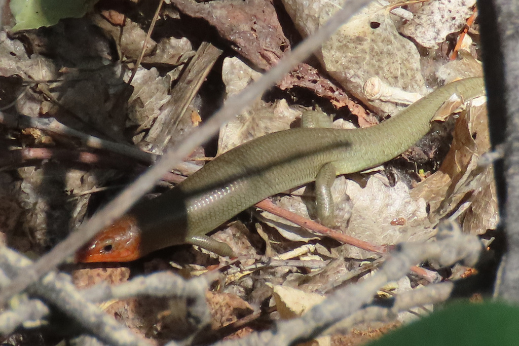 Western Red-tailed Skink from San Bernardino County, CA, USA on May 17, 2023 at 10:25 AM by ...