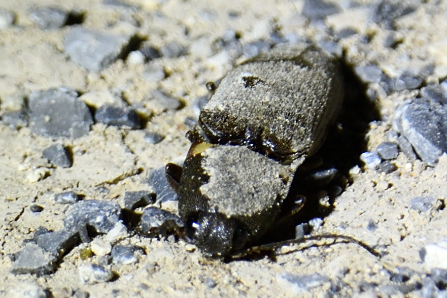Deilelater physoderus from Bustamante, N.L., México on May 16, 2023 at 08:13 PM by Roberto ...