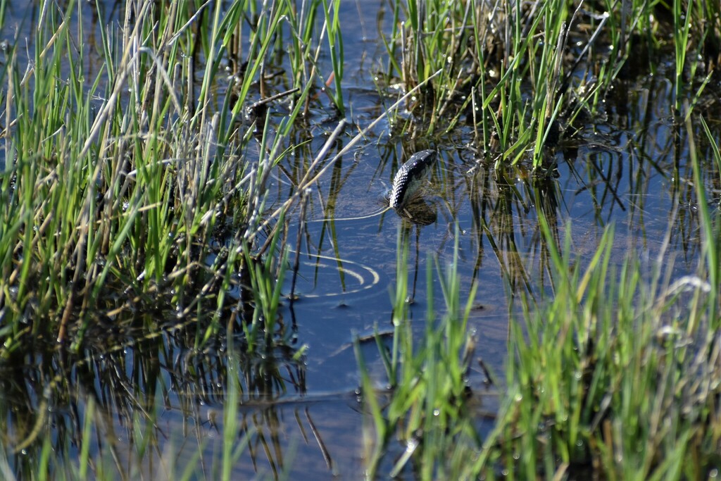 Valley Garter Snake from Deschutes County, OR, USA on May 18, 2023 at ...