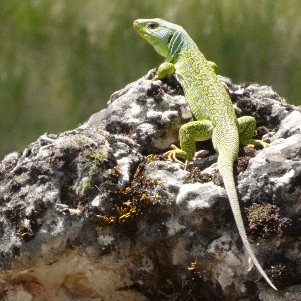 Ocellated Lizard in May 2023 by tjf7600 · iNaturalist