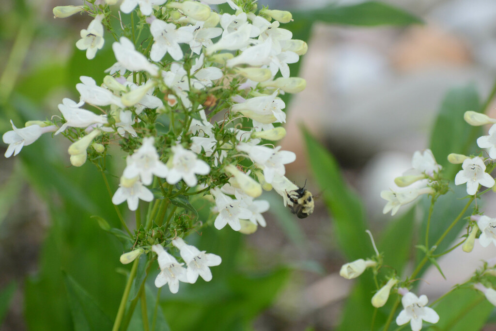Bees from Northwest Raleigh, Raleigh, NC, USA on May 18, 2023 at 01:51 ...