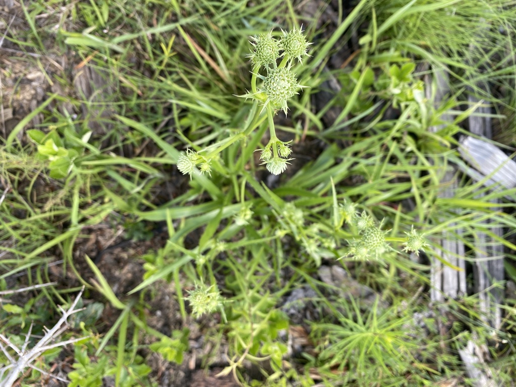 rattlesnake master from Sneads, FL, US on May 18, 2023 at 02:34 PM by ...