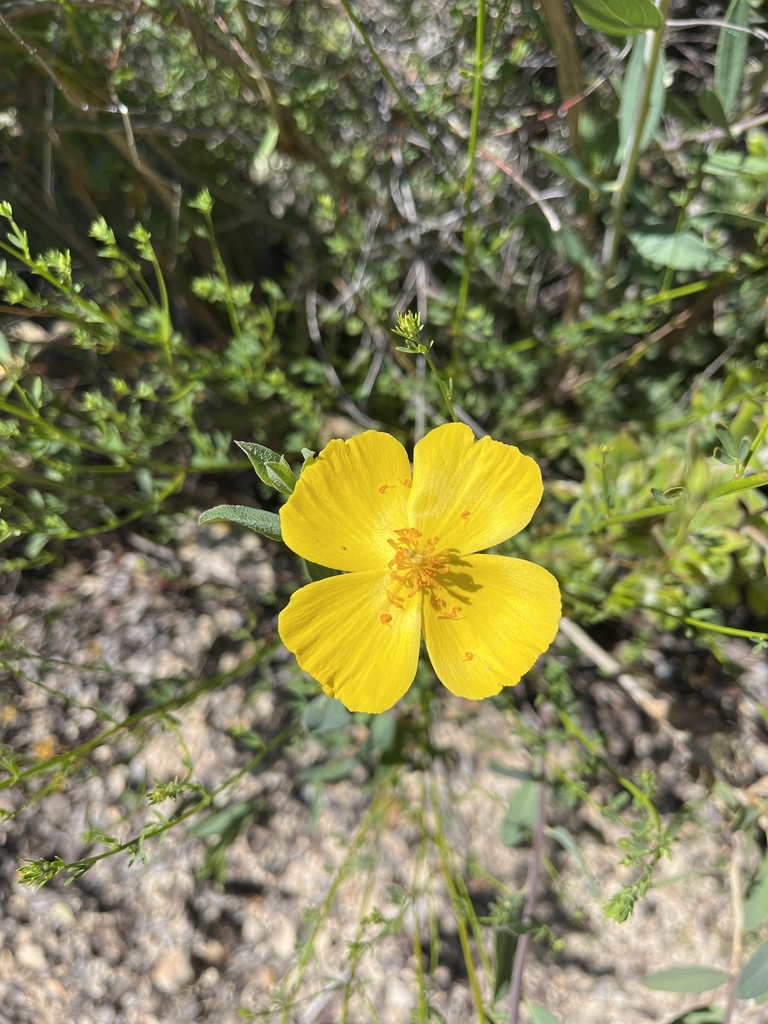 Bush Poppy from Felton, CA, US on May 17, 2023 at 10:40 AM by ...