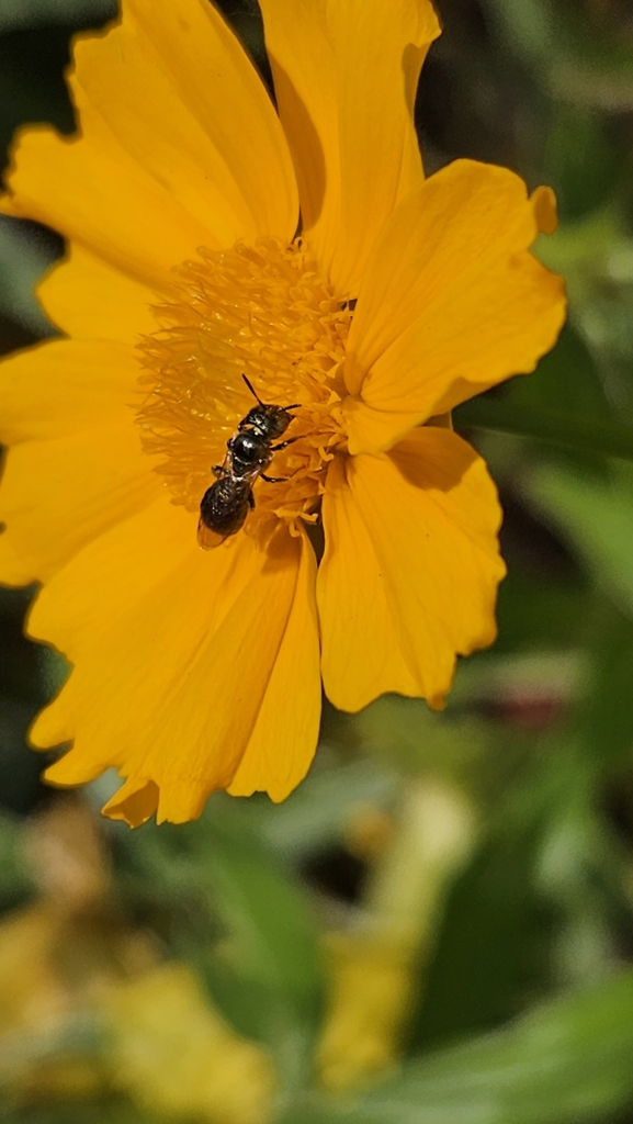 Small Carpenter Bees from Belknap, Louisville, KY 40205, USA on May 18 ...