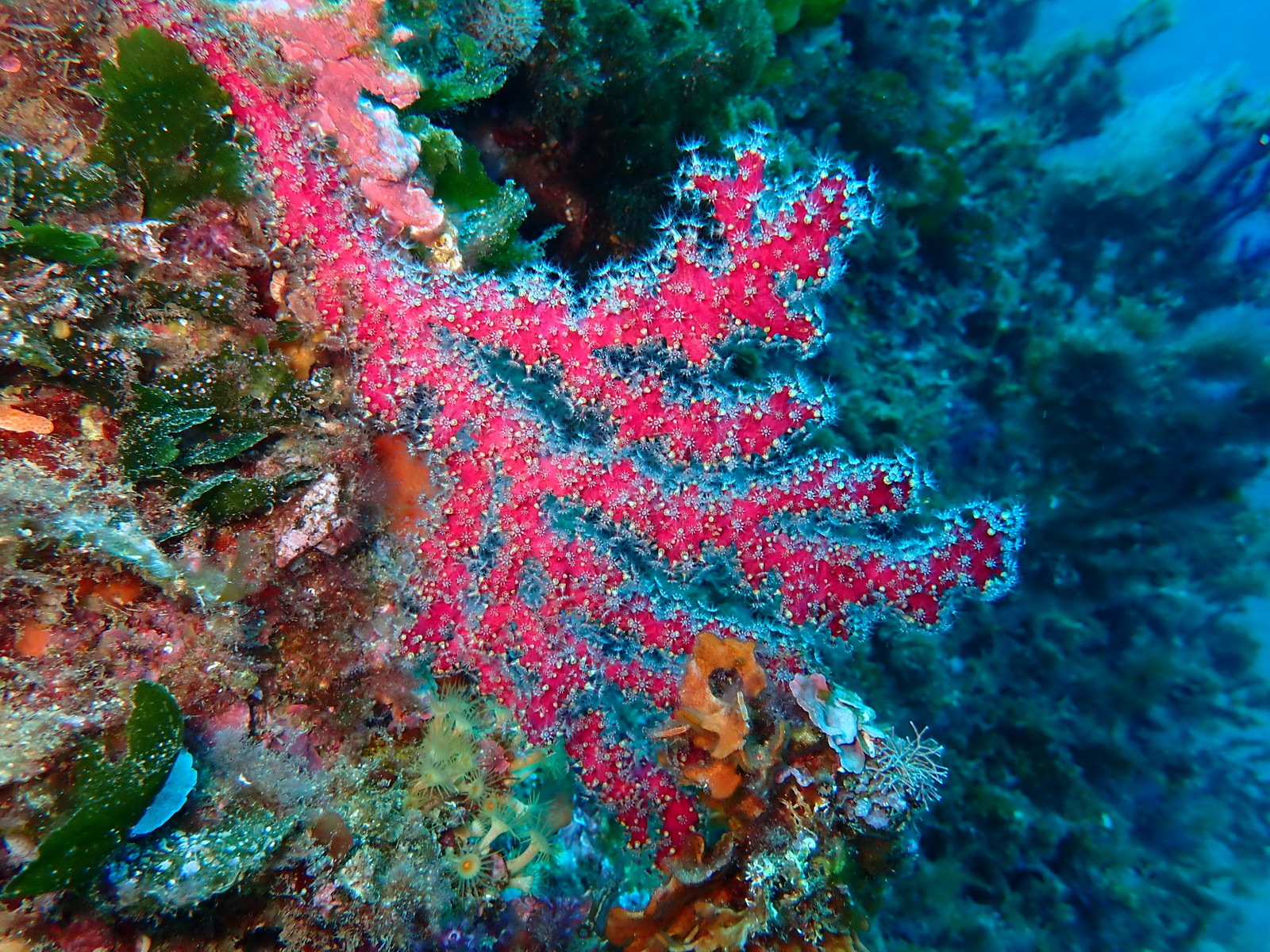 Alcyonium coralloides (Pallas, 1766)