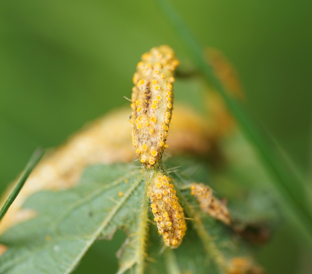 Nettle Clustercup Rust fungus from Graz-Umgebung, Österreich on May 18 ...