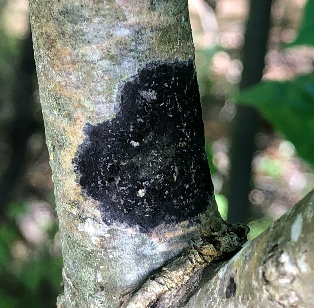 Septobasidium fumigatum from Winder, GA 30680, USA on April 24, 2023 by ...