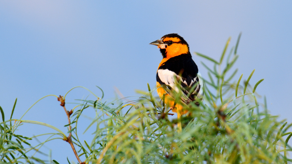 Bullock's Oriole from Bustamante, N.L., México on May 17, 2023 at 06:05 ...