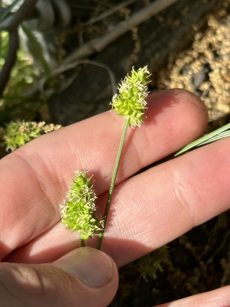Spiked Sedge in May 2023 by Robert Levy · iNaturalist