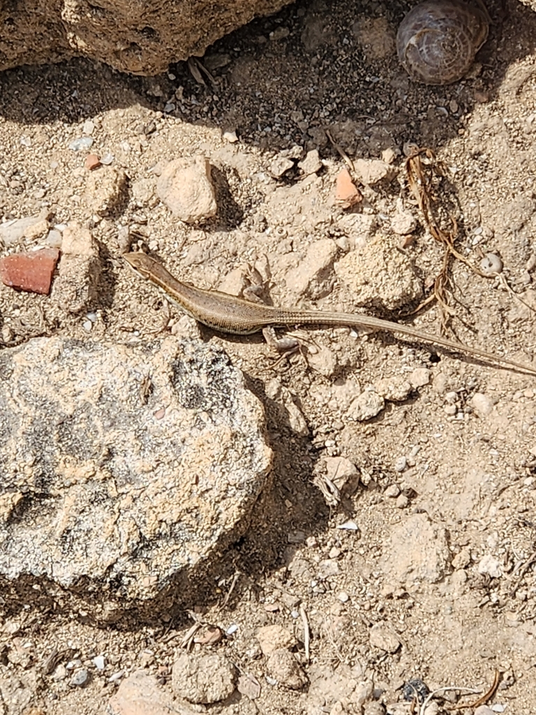 Snake-eyed Lizard from QC43+MVR, Paphos, Cyprus on May 18, 2023 at 03: ...