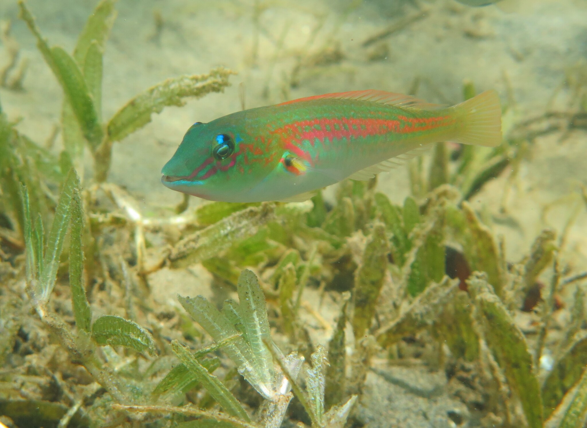 Cryptotomus roseus Cope, 1871