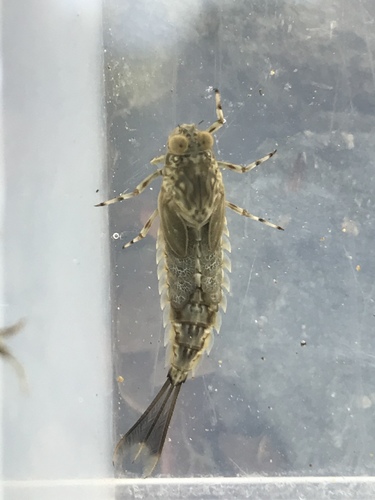 Large Swimming Mayfly (Oniscigaster distans) · iNaturalist