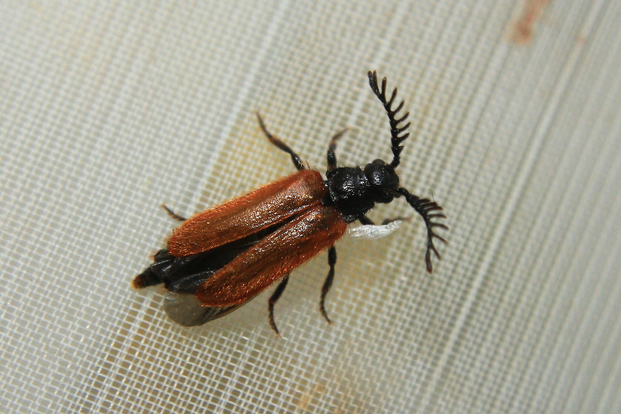 Drilidae