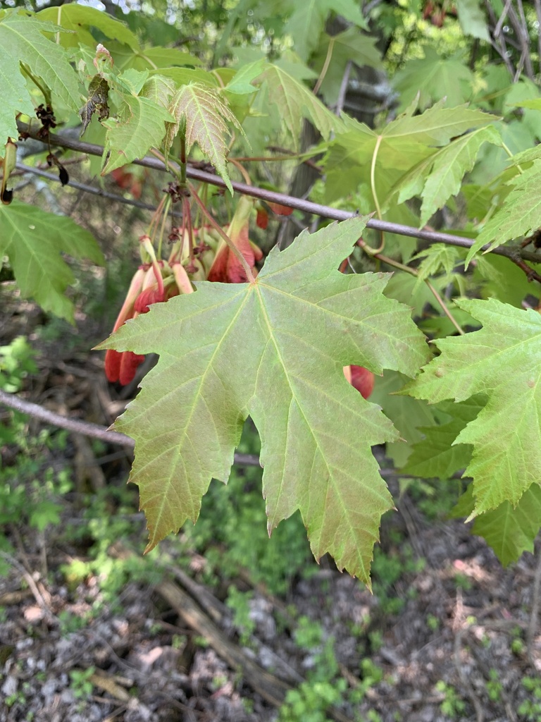 silver maple from W Scenic Lake Dr, Laingsburg, MI, US on May 18, 2023 ...