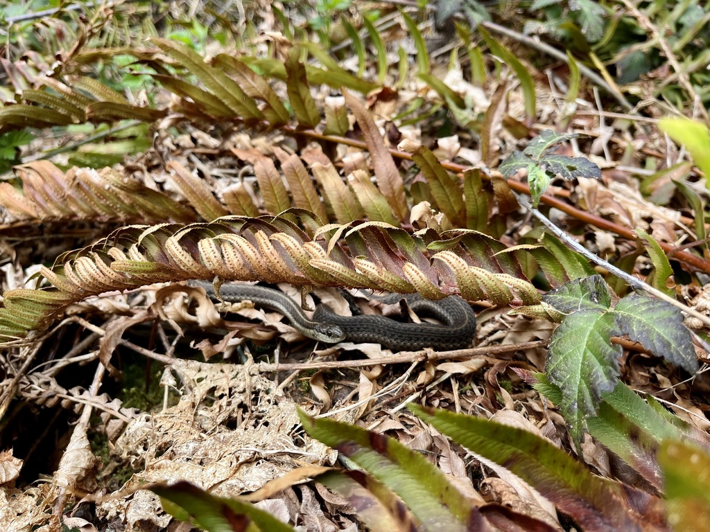 Northwestern Garter Snake from Olympic National Forest, Quinault, WA ...
