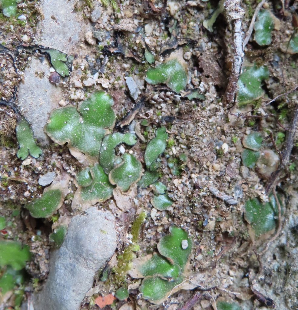 Lunularia from Crete, Greece on May 18, 2023 at 01:48 PM by Andy ...