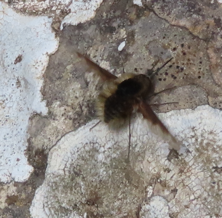 Greater Bee Flies from Crete, Greece on May 18, 2023 at 03:21 PM by ...