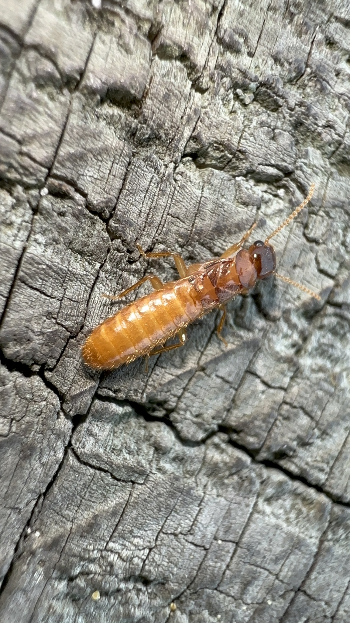 Coptotermes formosanus Shiraki, 1909