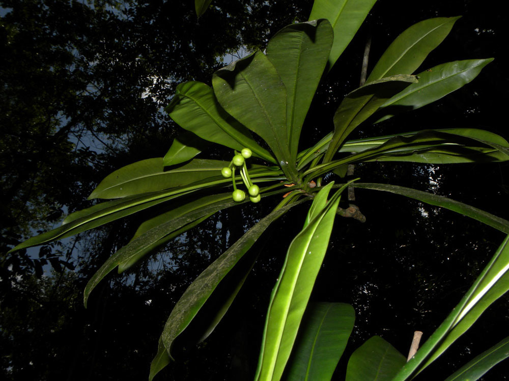 Trompillo (Flora Reserva El Dorado) · iNaturalist