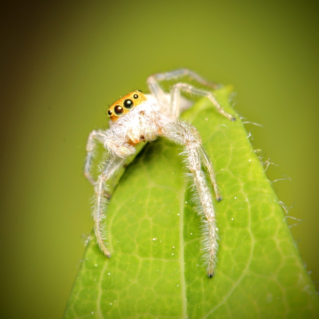 White-jawed Jumping Spider from Takoma Park, MD, USA on May 17, 2023 at ...