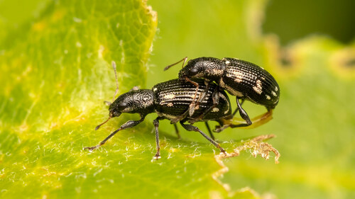 Polydrusus picus · Naturalista Costa Rica