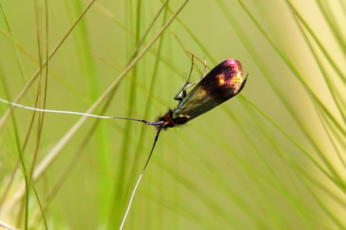 Nemophora istrianellus · iNaturalist Mexico