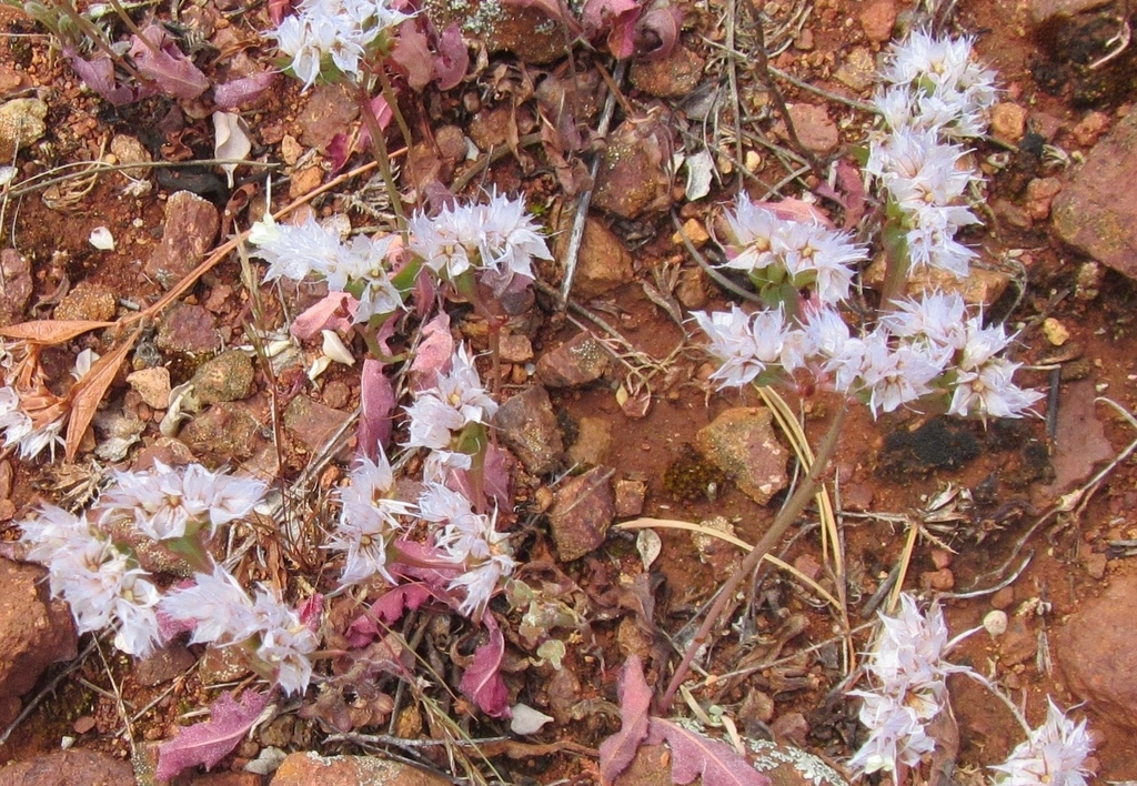 winged sea-lavender from Nonning SA 5717, Australia on October 21, 2016 ...